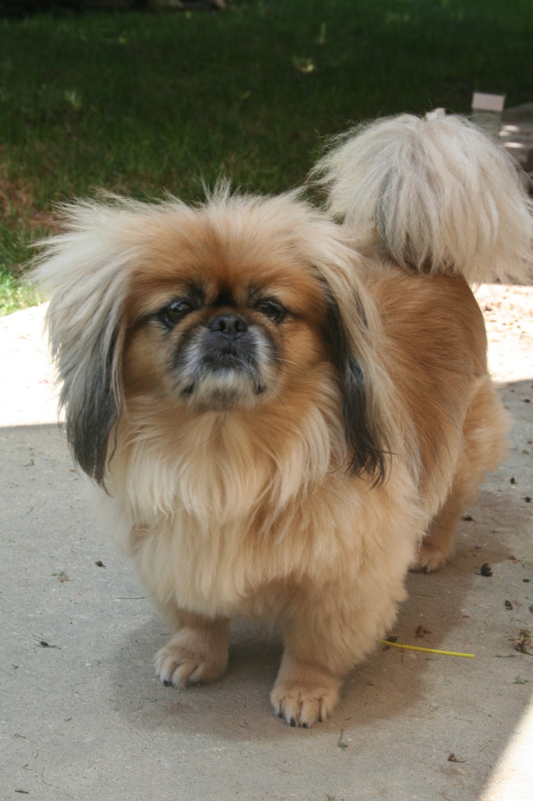 Must Love Pekes: POOKIE