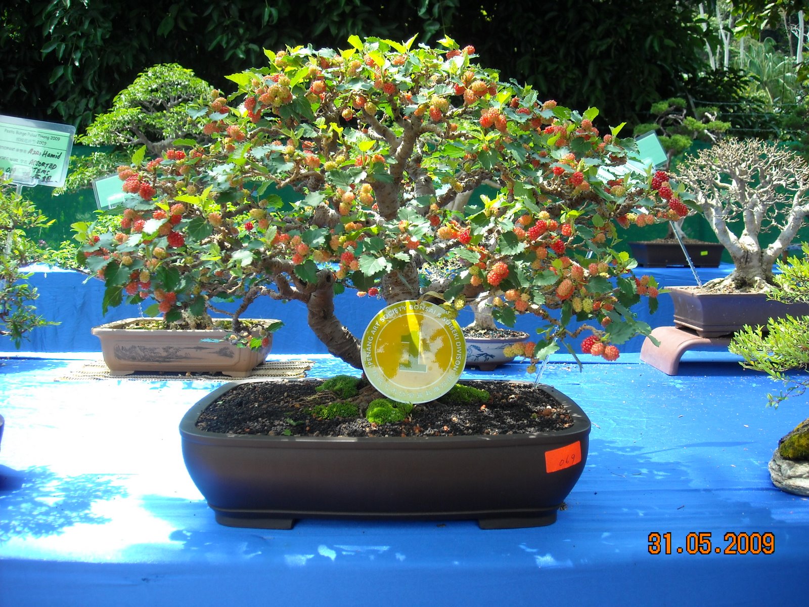 Bonsai Pohon Dewandaru | Aneka Ragam Bentuk Bonsai