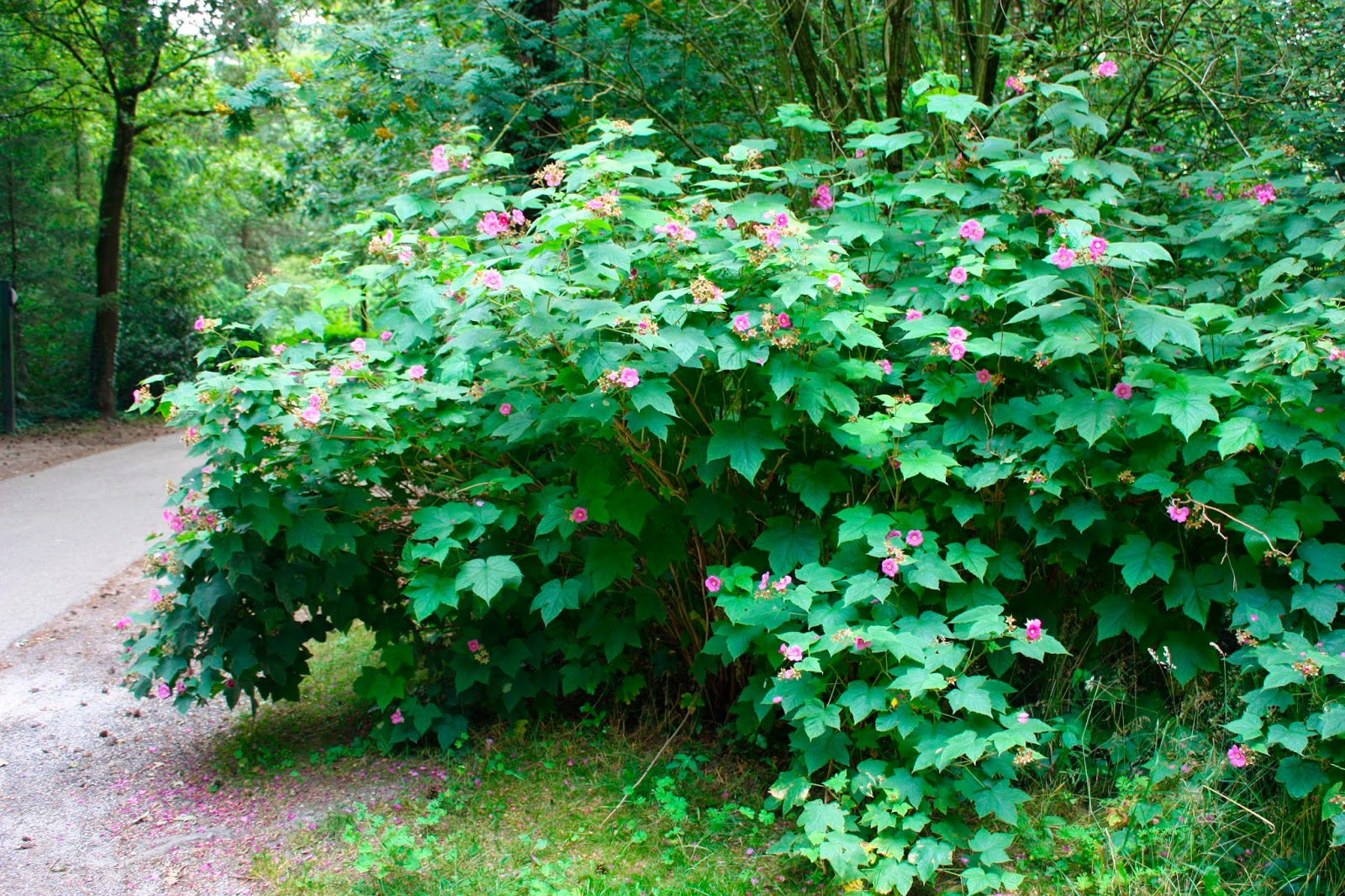 Koopman's Botanica: Rubus odoratus – Roodbloeiende Framboos