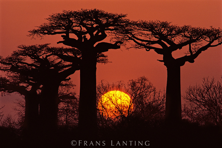 bensozia: Frans Lanting