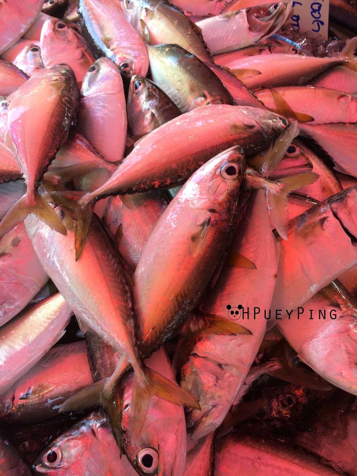 认识槟城常见鱼类