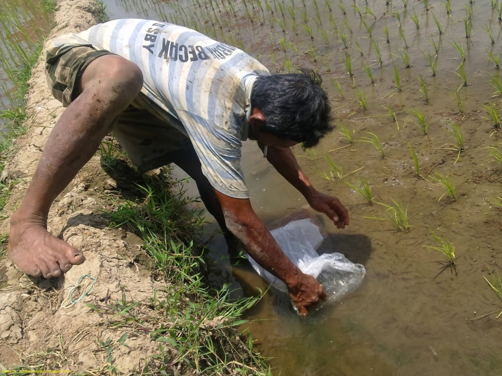 Pembesaran Udang Galah Di Tanaman Padi Ugadi Lalaukan