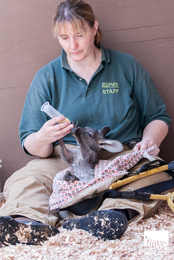 To hand raise a wallaroo joey, it takes a village and a mob