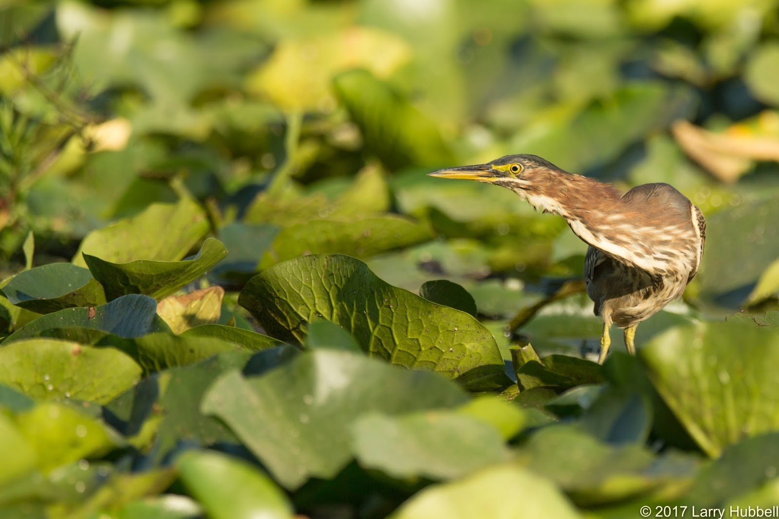 Laurelhurst Blog: All About Bittern Birds And Rare Sighting