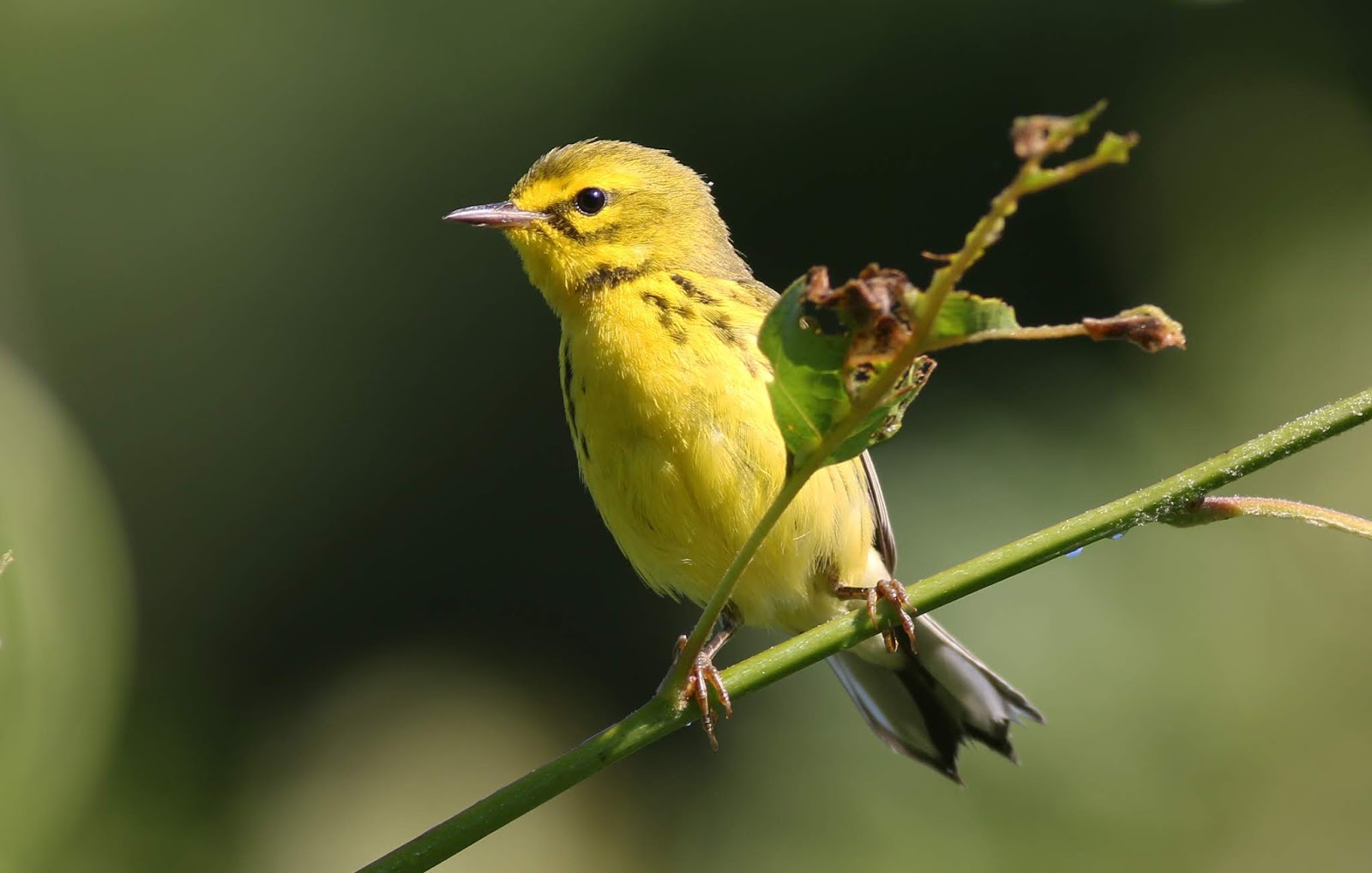 Mark James Pearson: Bird of the Week #8 - Prairie Warbler