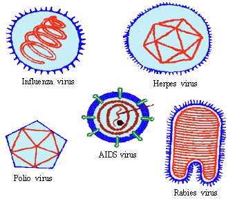 Knowledge Class: Structure of a Phage Virus