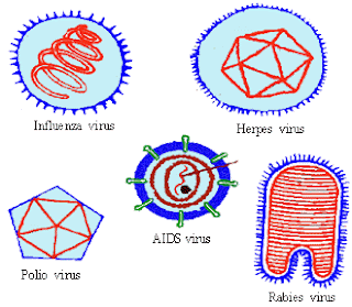 Knowledge Class: Structure of a Phage Virus