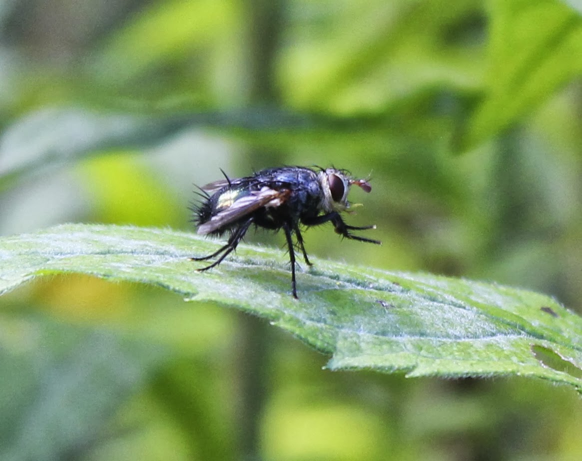 Anubis Bard: Tachinid Fly