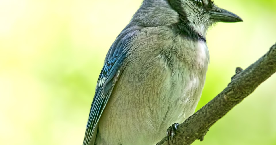 travelswithkathleen: Sunday bird blogging