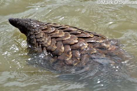 Nomad | Can Pangolins Swim?