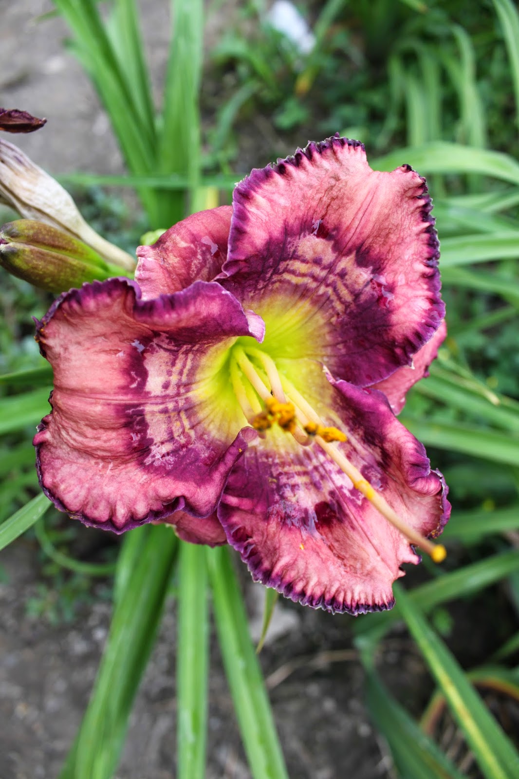Lewis Daylily Garden: PATTERNS!!!