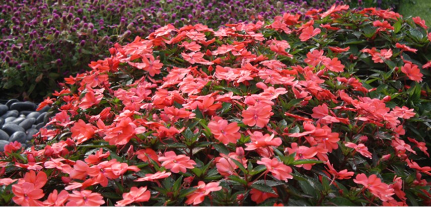 .: Sunpatiens