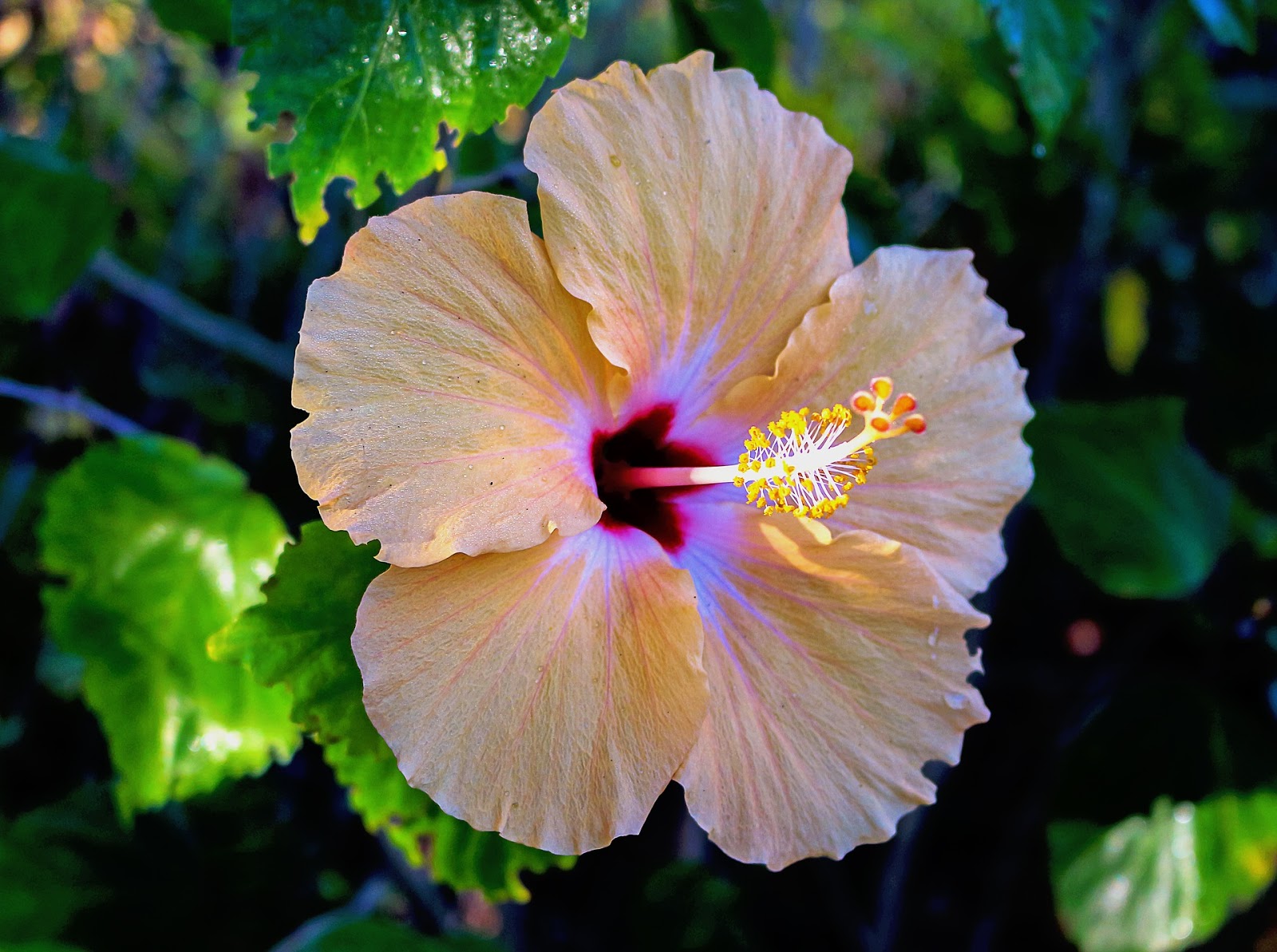 Know About Hibiscus Benefits For Skin Evergreen Blog Post know-about-hibiscus-benefits-for-skin-evergreen-blog-post