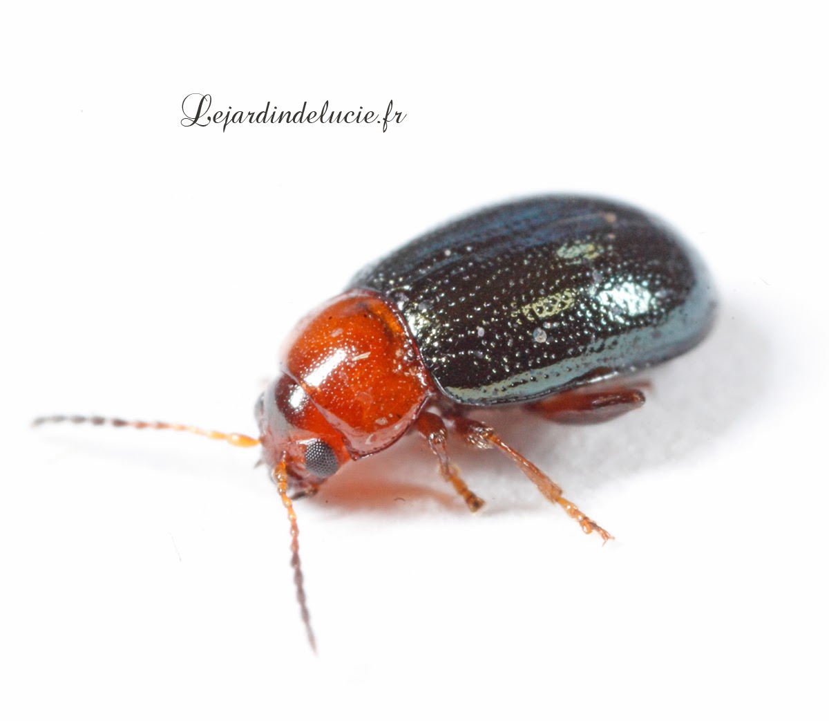 Podagrica malvae, une jolie altise qui aime les mauves