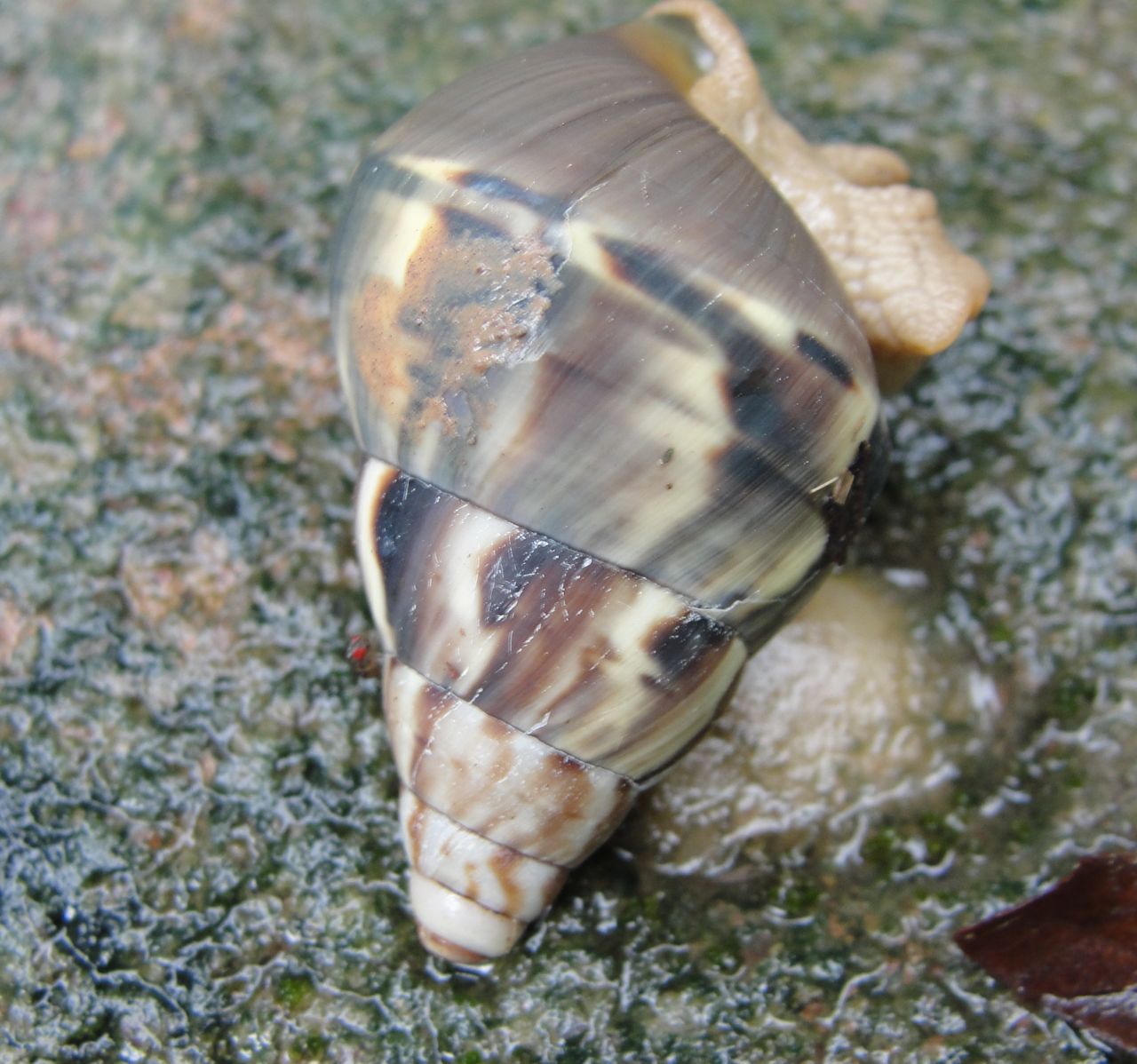 Tropical Biodiversity - Santarém - Pará - Brasil: Tree snail