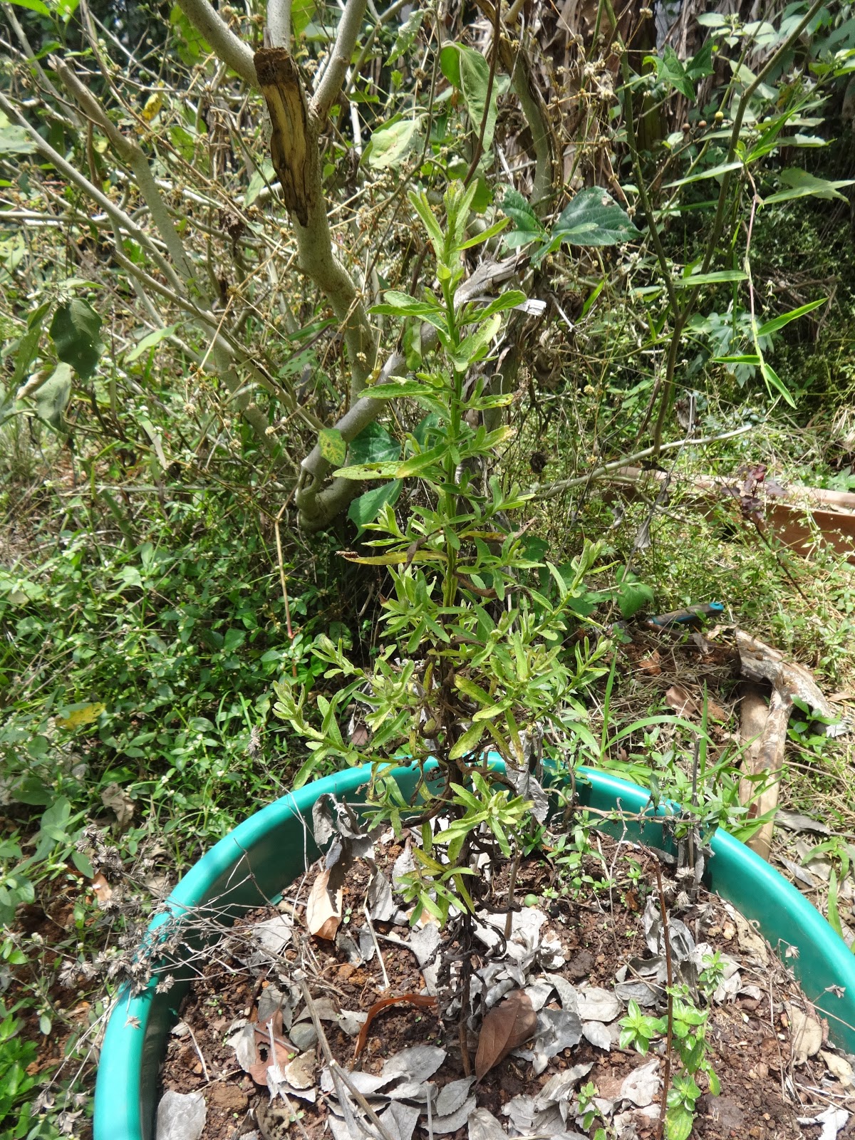 Herbs from Distant Lands: Laggera alata - Winged-Stem Laggera, Liu Leng ...