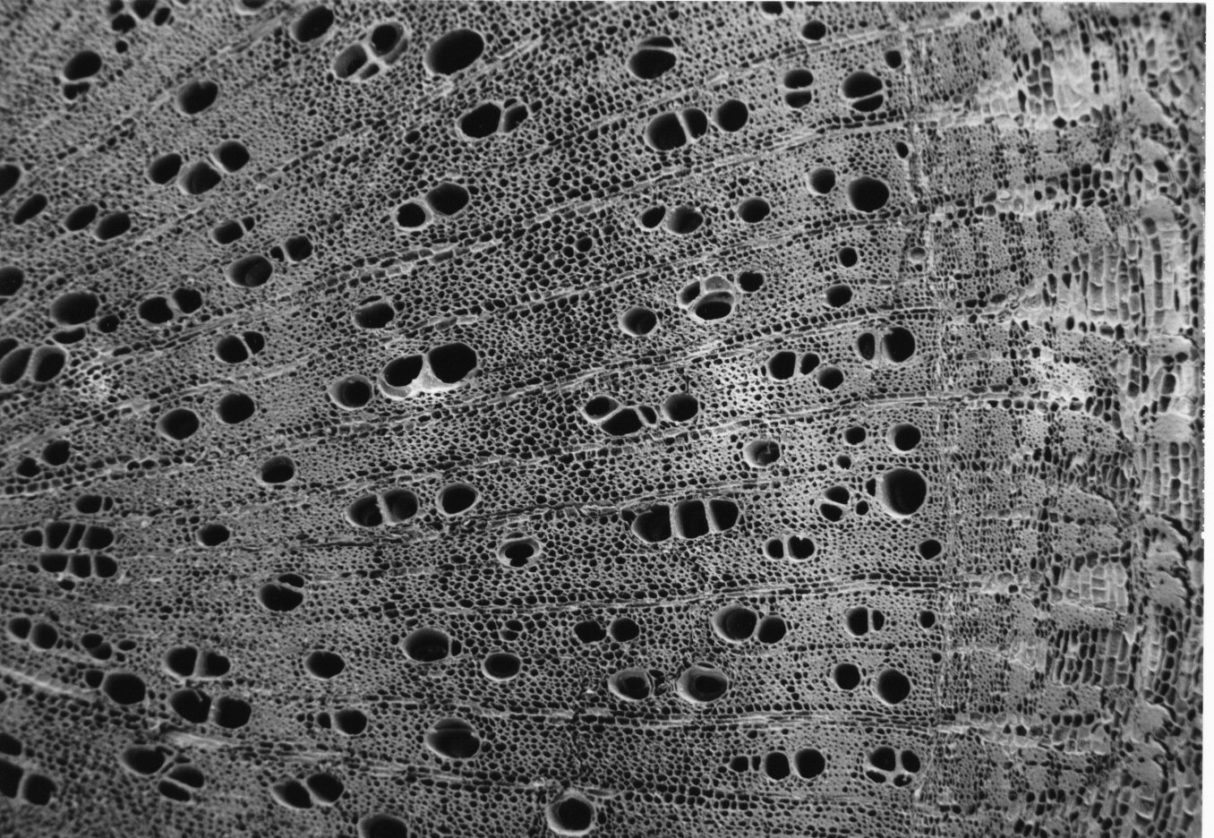 Managing Plant Nutrients: The Roots of Nutrient Uptake