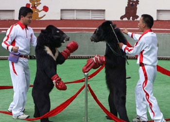 From the Mind of a Mad Man: Fear Number 1 Bears!