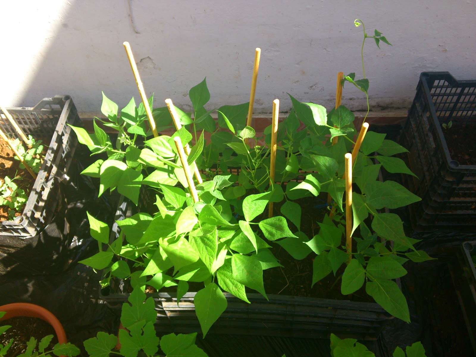 Mi macetohuerto ecologico: NUESTRO PRIMER EJOTE!