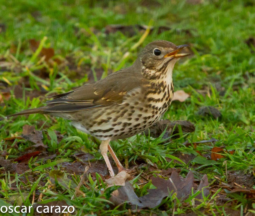 AVESANTURTZI: ZORZALES