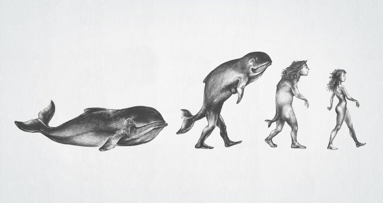 next estation-evolution: evolution animal