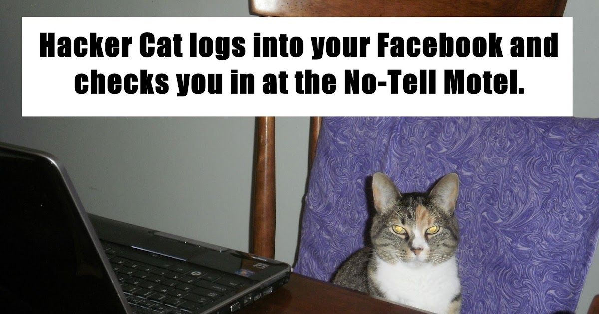 Catladyland: Cats are Funny: Hacker Cat Embarrasses You