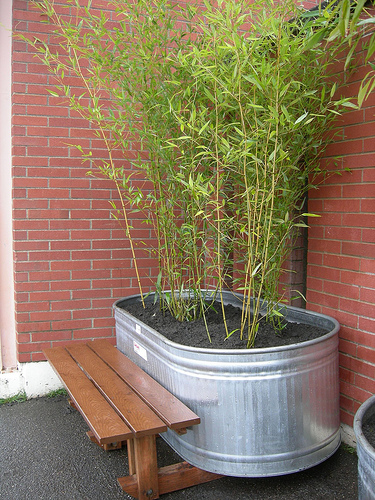 Bamboo Geek: The best containers to grow bamboo in...