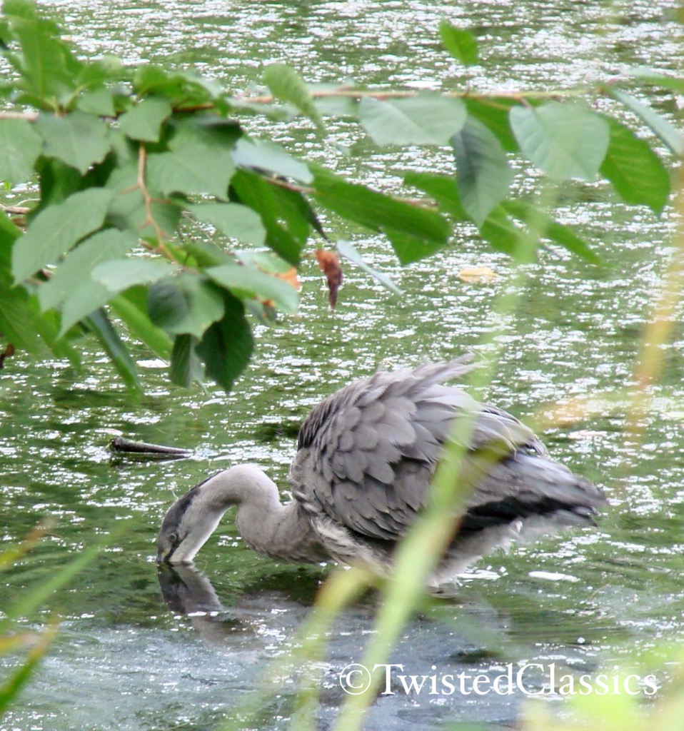 Birds and wildlife: Birds in London's Battersea Park