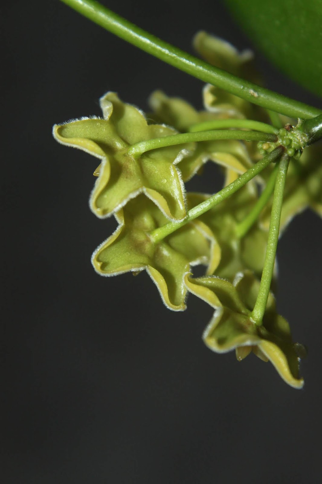 Hoyapassion: Hoya diptera Fiji i obiecanki Hoi kipandiensis