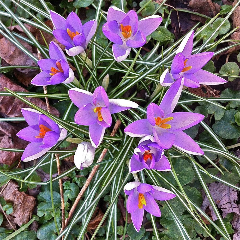 the rusty hoe: spring flowers