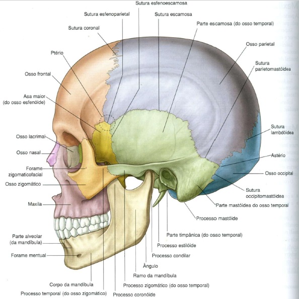 Estudos na web: Anatomia Crânio