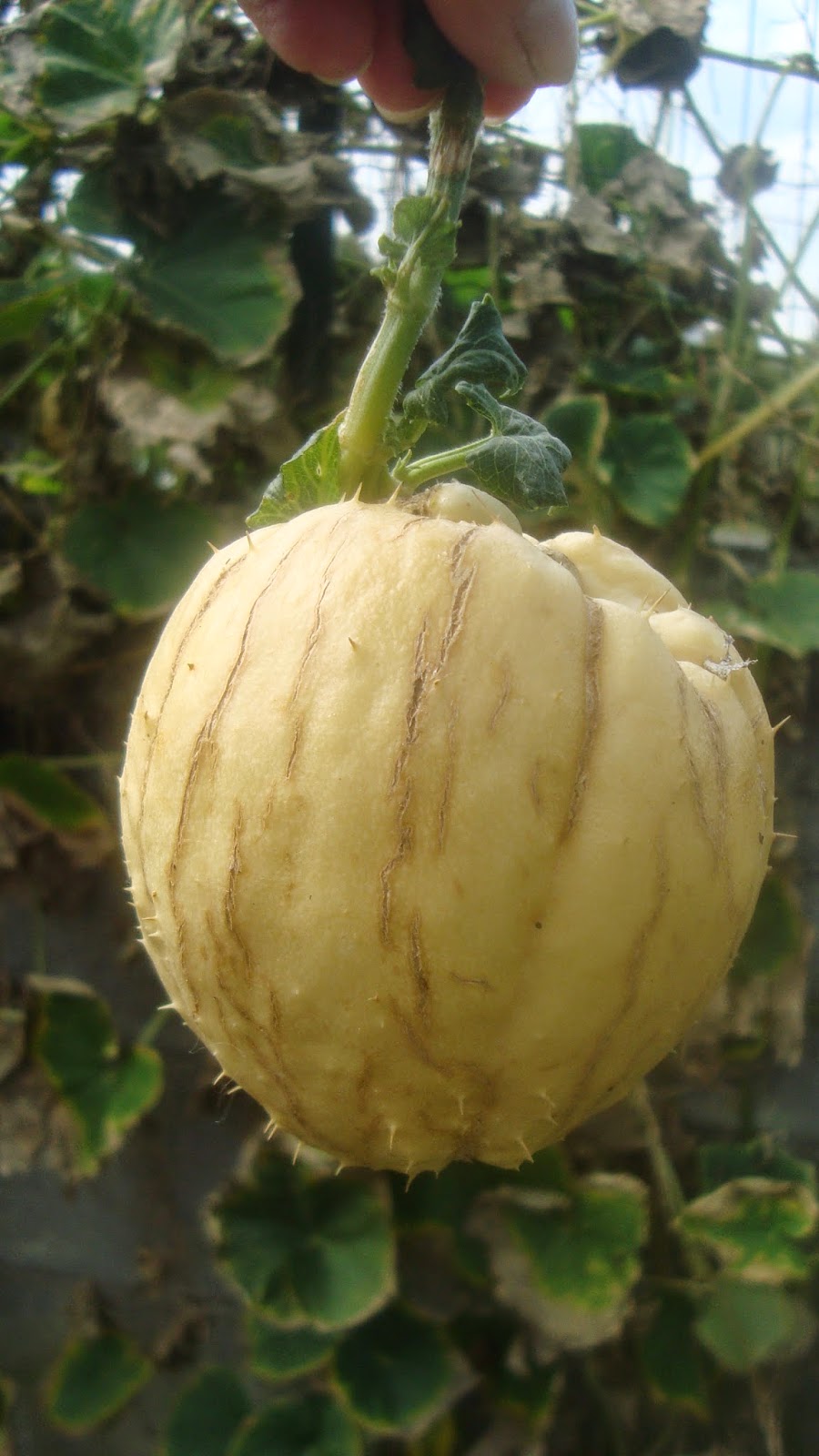 CHAYOTE ( Sechium edule ) - El Jardín de Elbe