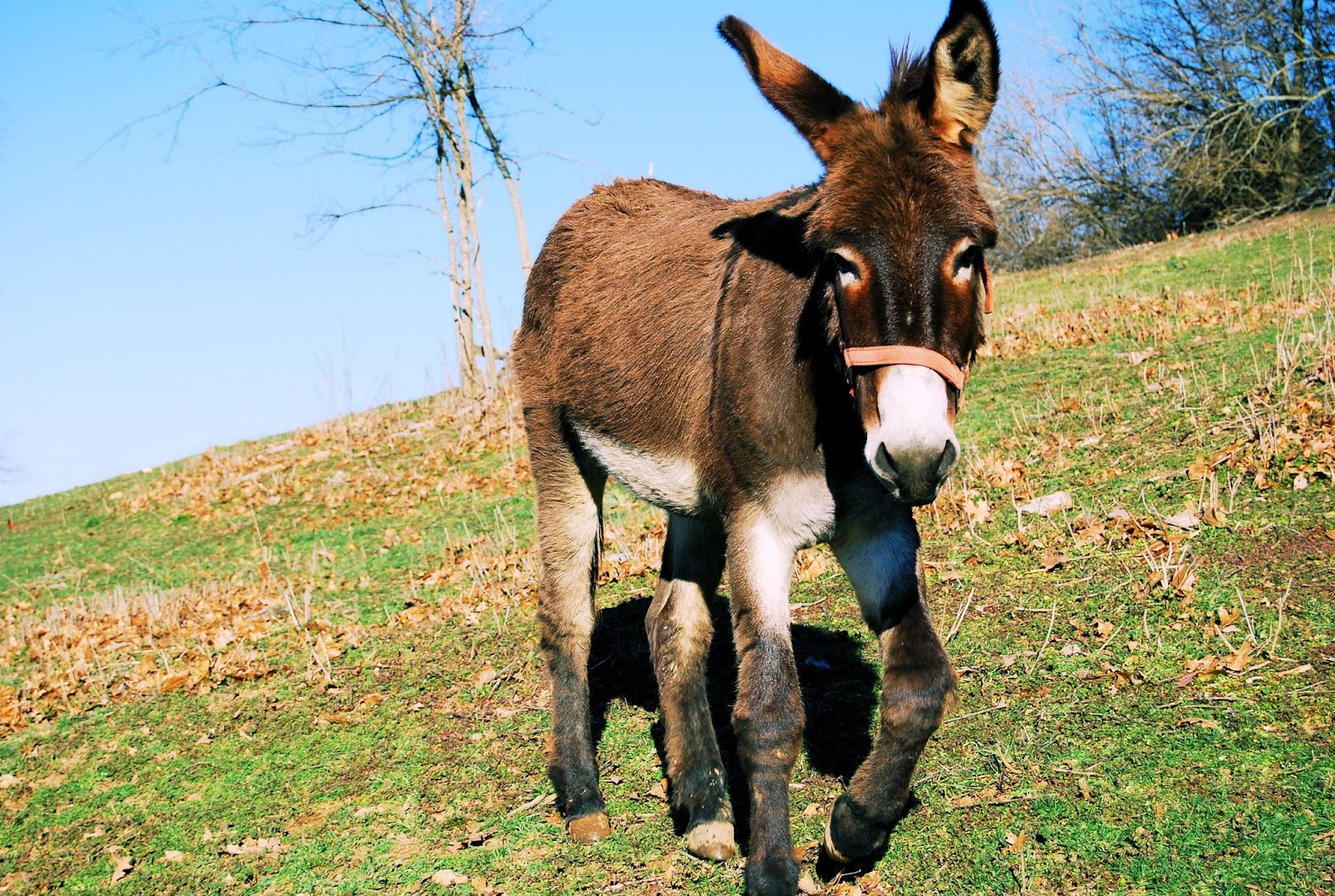 Quais São As Características Físicas E Psicológicas Do Burro - FDPLEARN