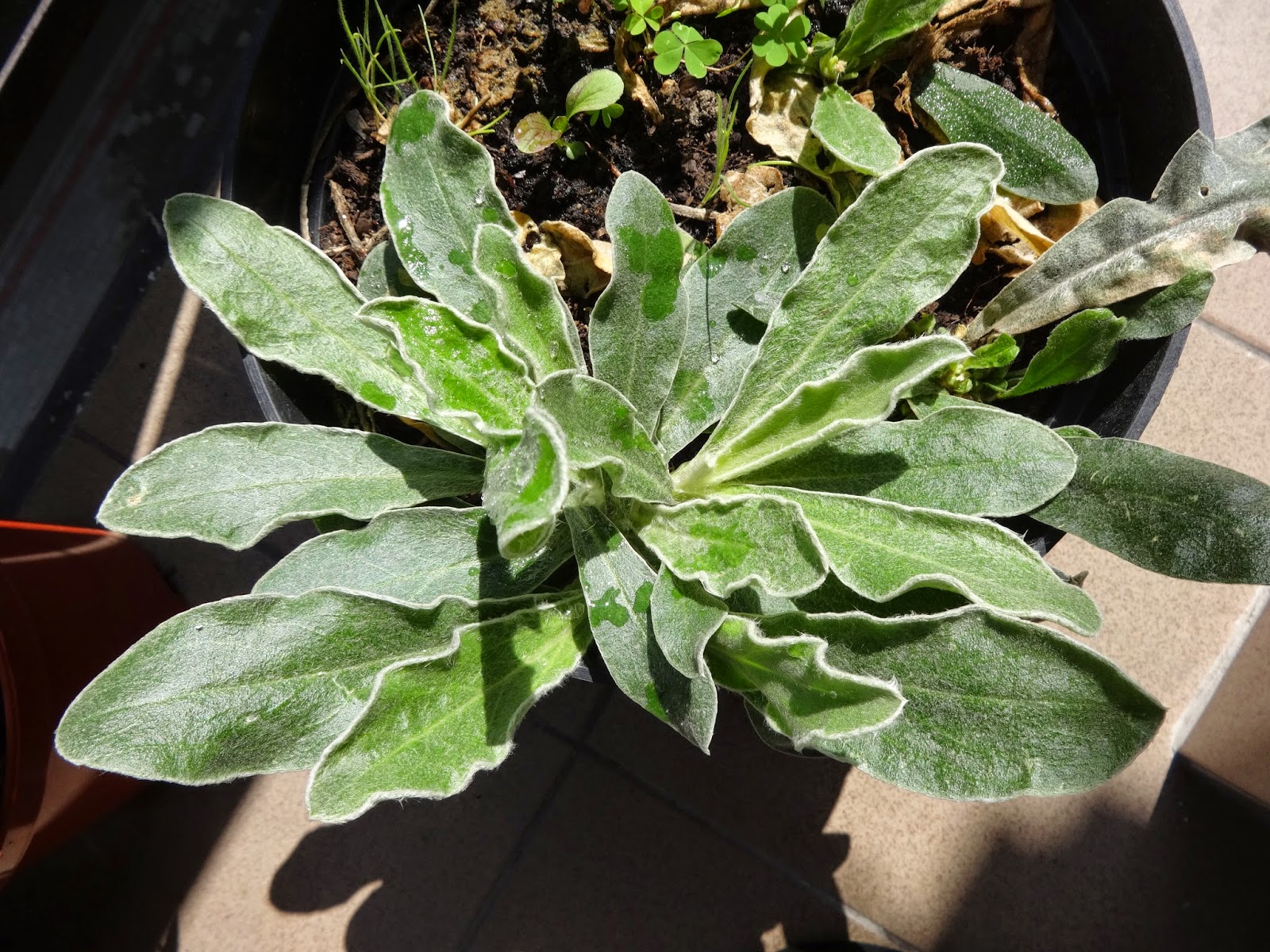 Herbs from Distant Lands: Sideritis scardica - Mursalsky Tea, Ironwort ...