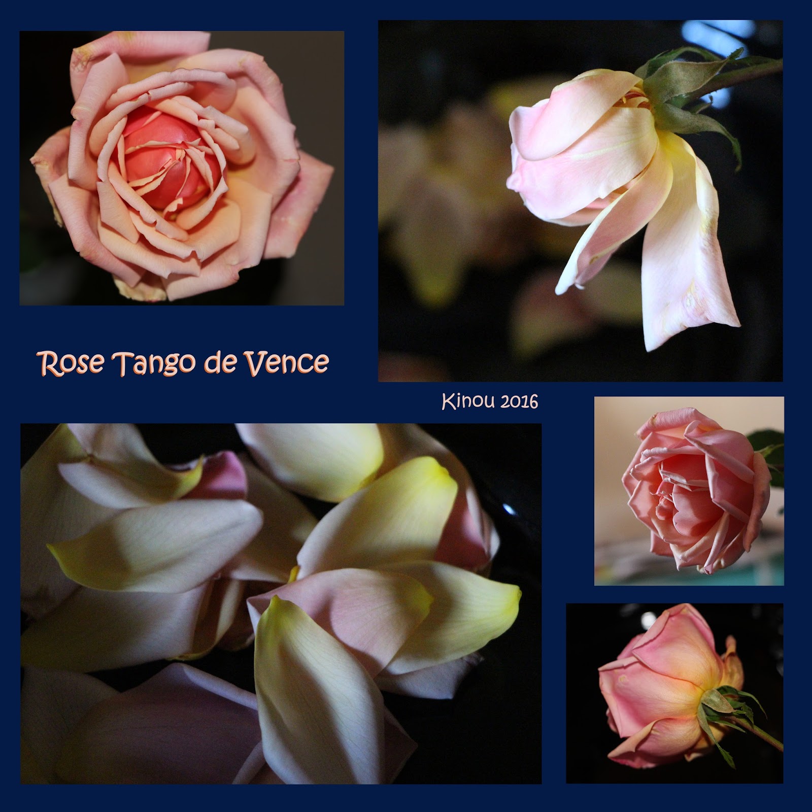 Kinou's World: 4 novembre 2016 - Rose Tango de Vence