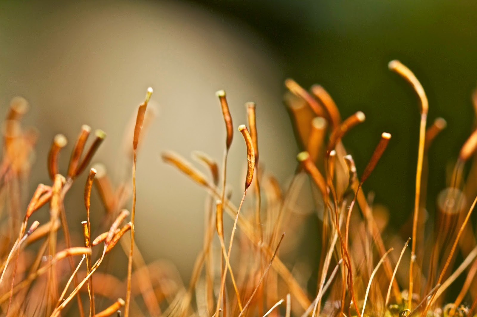 Nature's Wonders: IN THE PINK - Maybe a bit of green and white, too