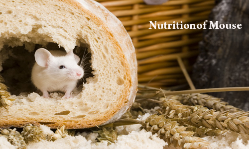 Pets Food And Care: Pets foods and care - How to Take Care of Pet Mice