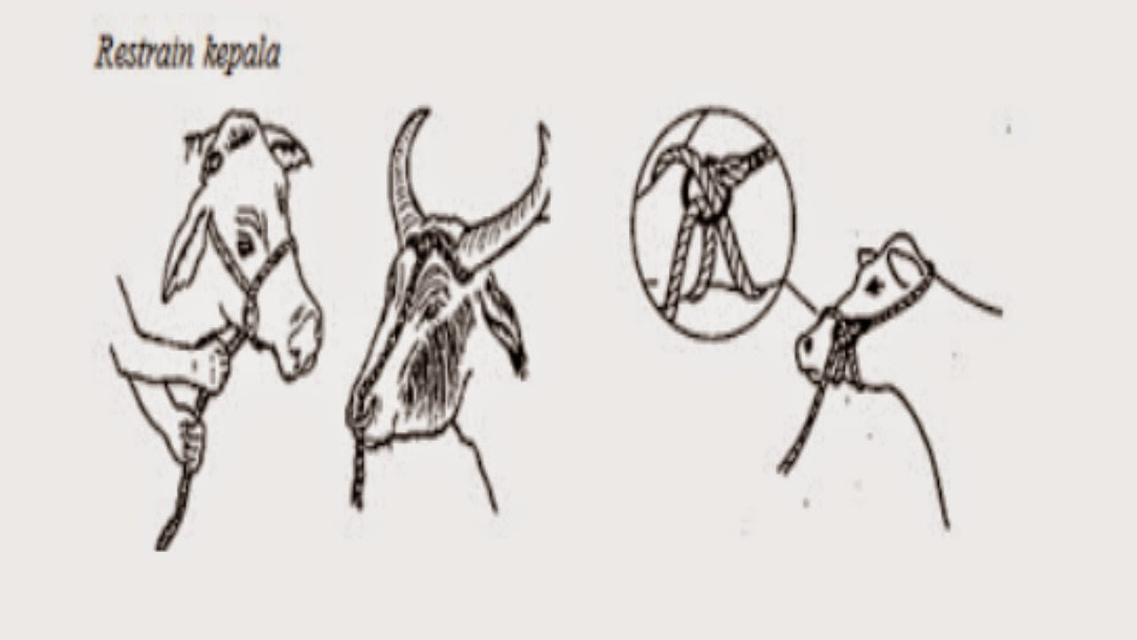 SARUEDI SIMAMORA: RESTRAIN DAN CASTING PADA SAPI