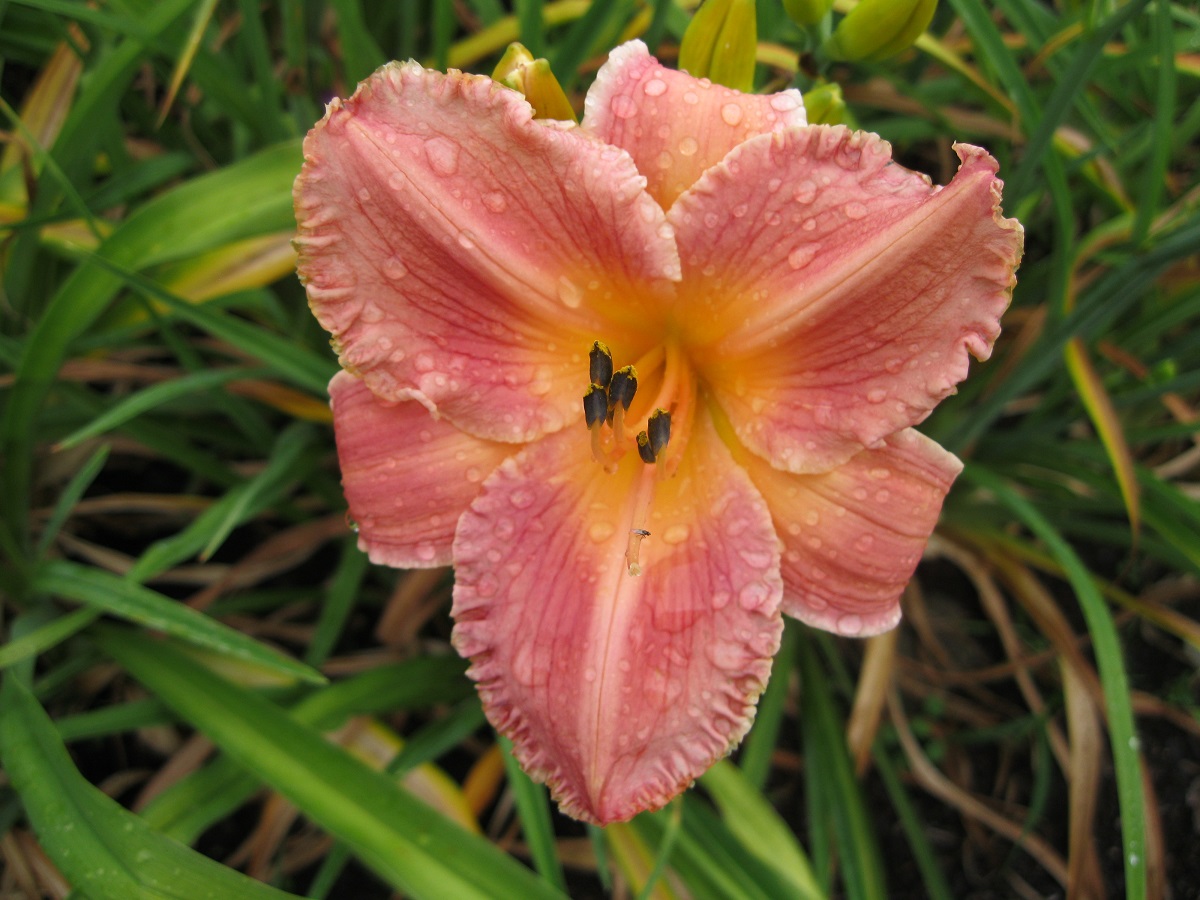 Plants and Stones: Finally A Little Rain