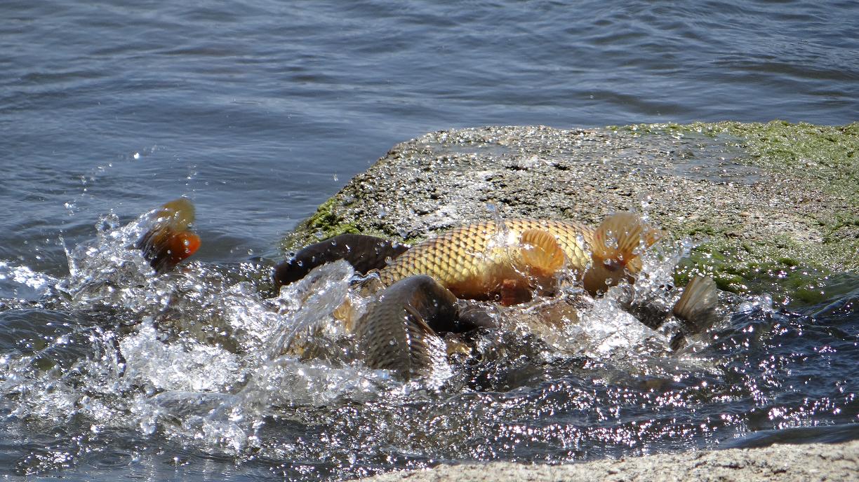 Postcards from Idyllwild: Lake Hemet - A Special Place