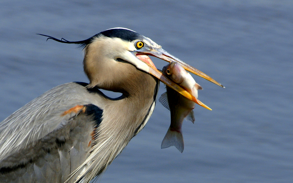 Bellas Aves de El Salvador: Ardea herodias (garza ceniza o azulada ...