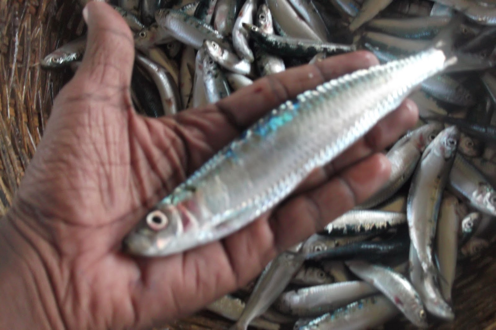 NEGOMBO SEAFOODS: AGULUWA