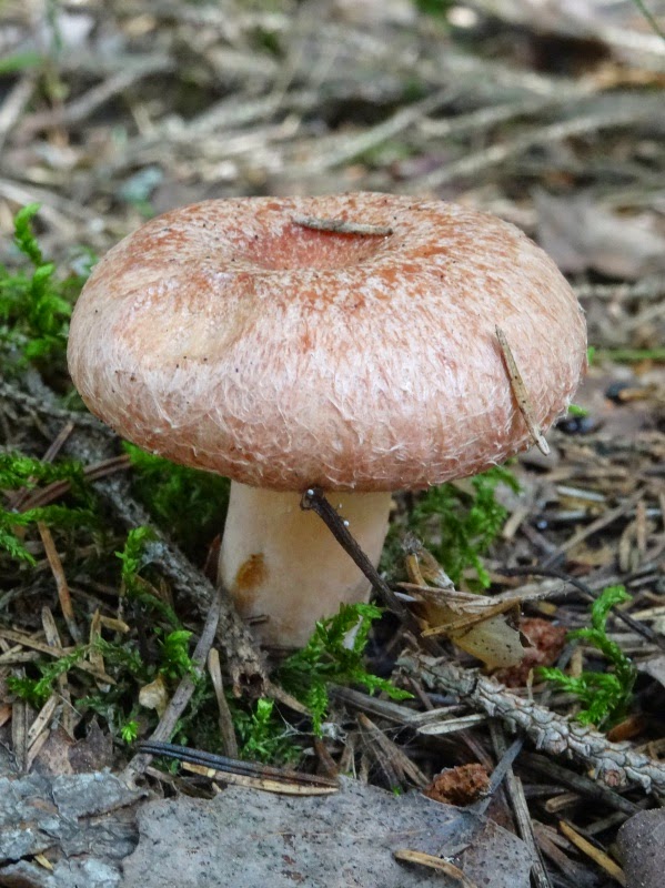 Kukkapilli: Sammalet myllätyt