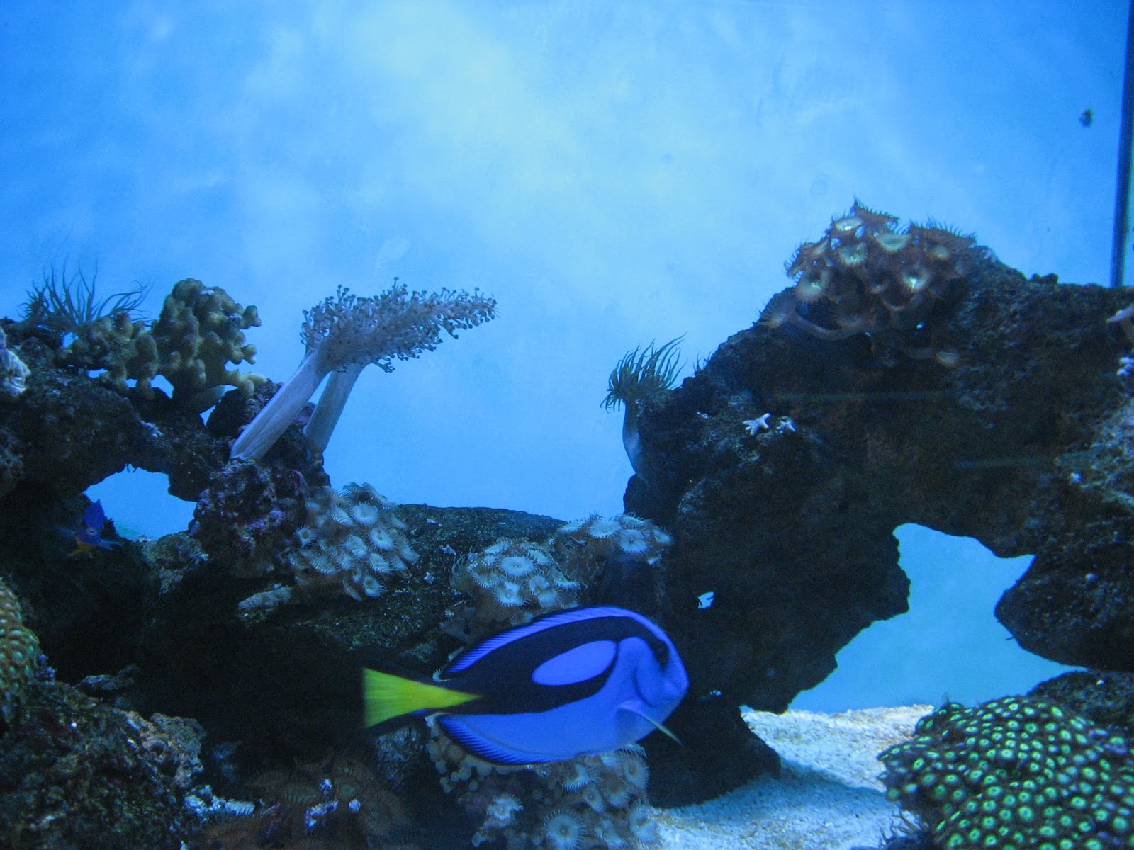 .printre nori: In vizita la Acvariul din Constanta