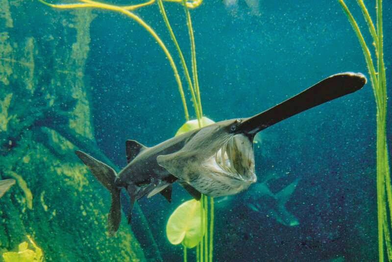 MFS-Strange but TRUE: The PADDLE FISH