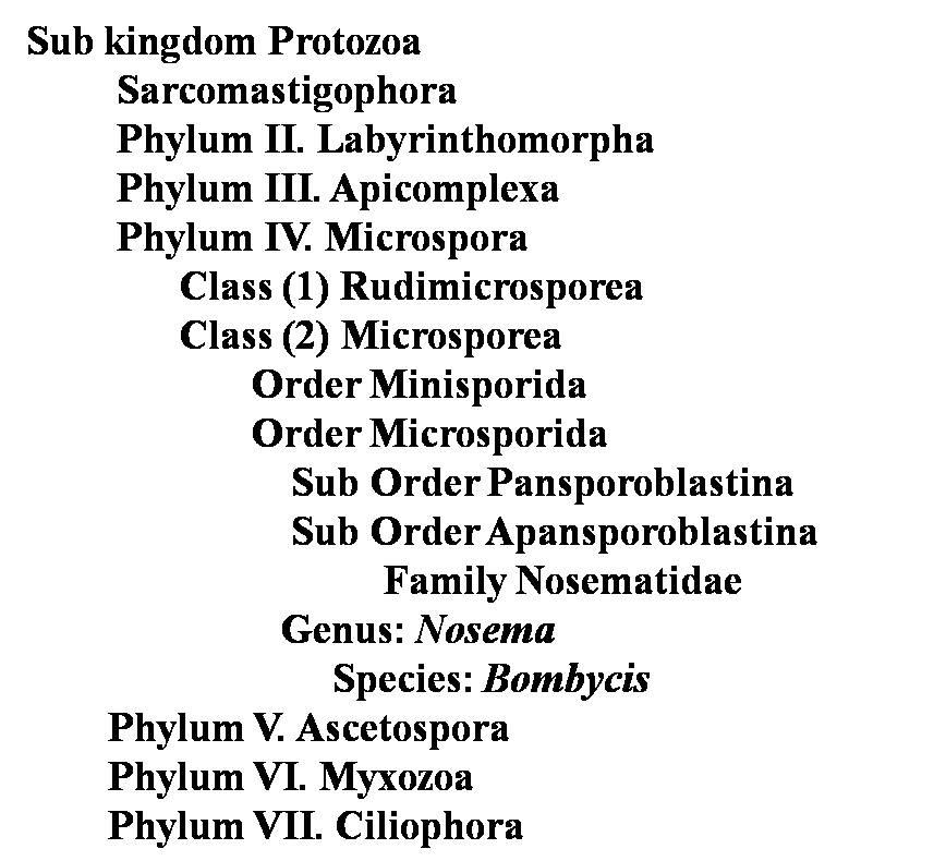 Phylum Labyrinthomorpha