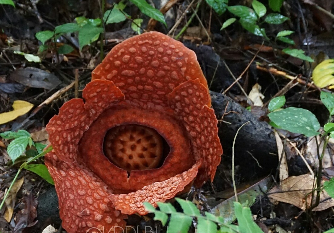 Species New to Science: [Botany • 2017] Rafflesia kemumu • A New ...