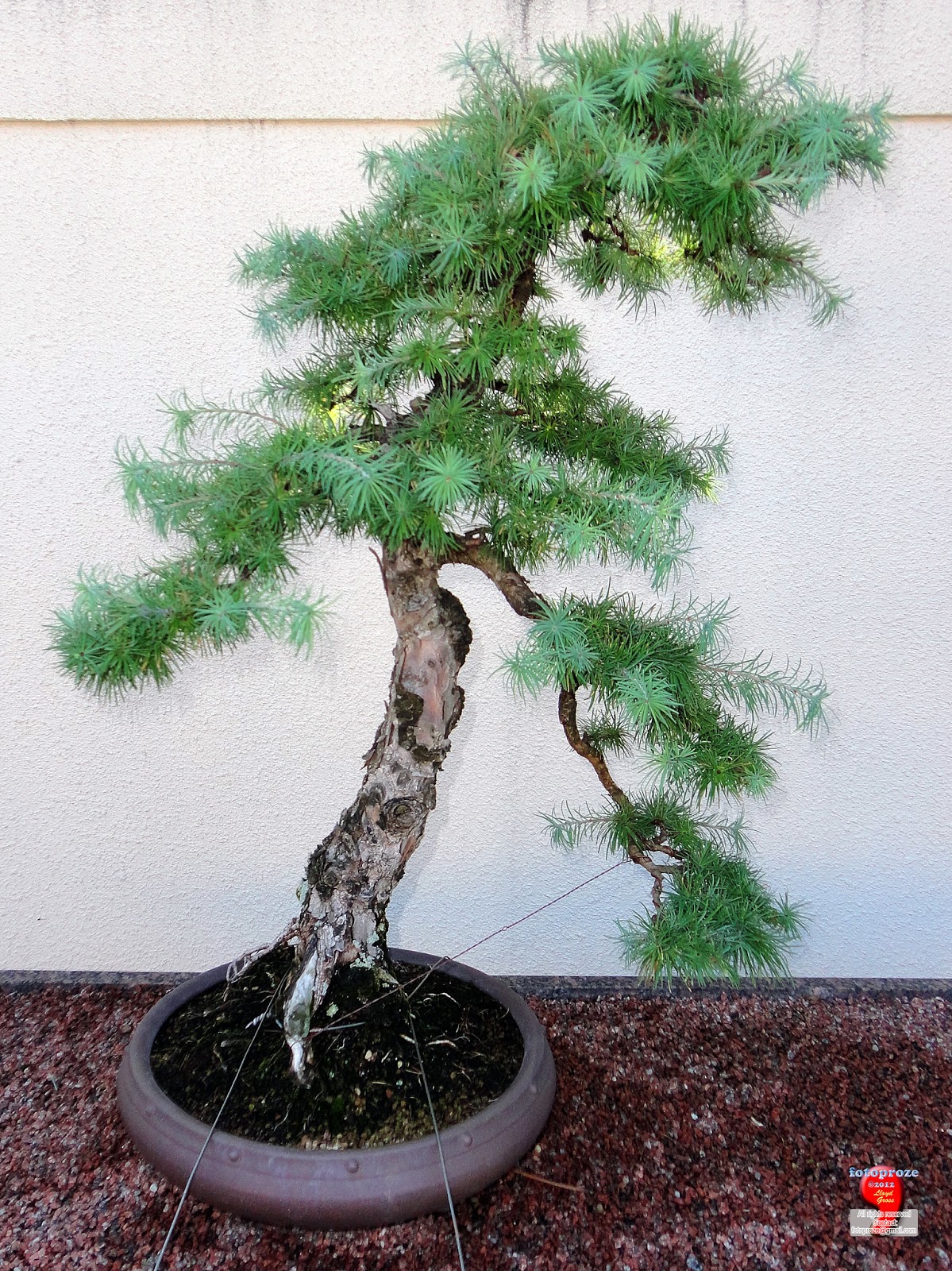 Larix kaempferi - Japanese larch care and cultivation | Travaldo's blog