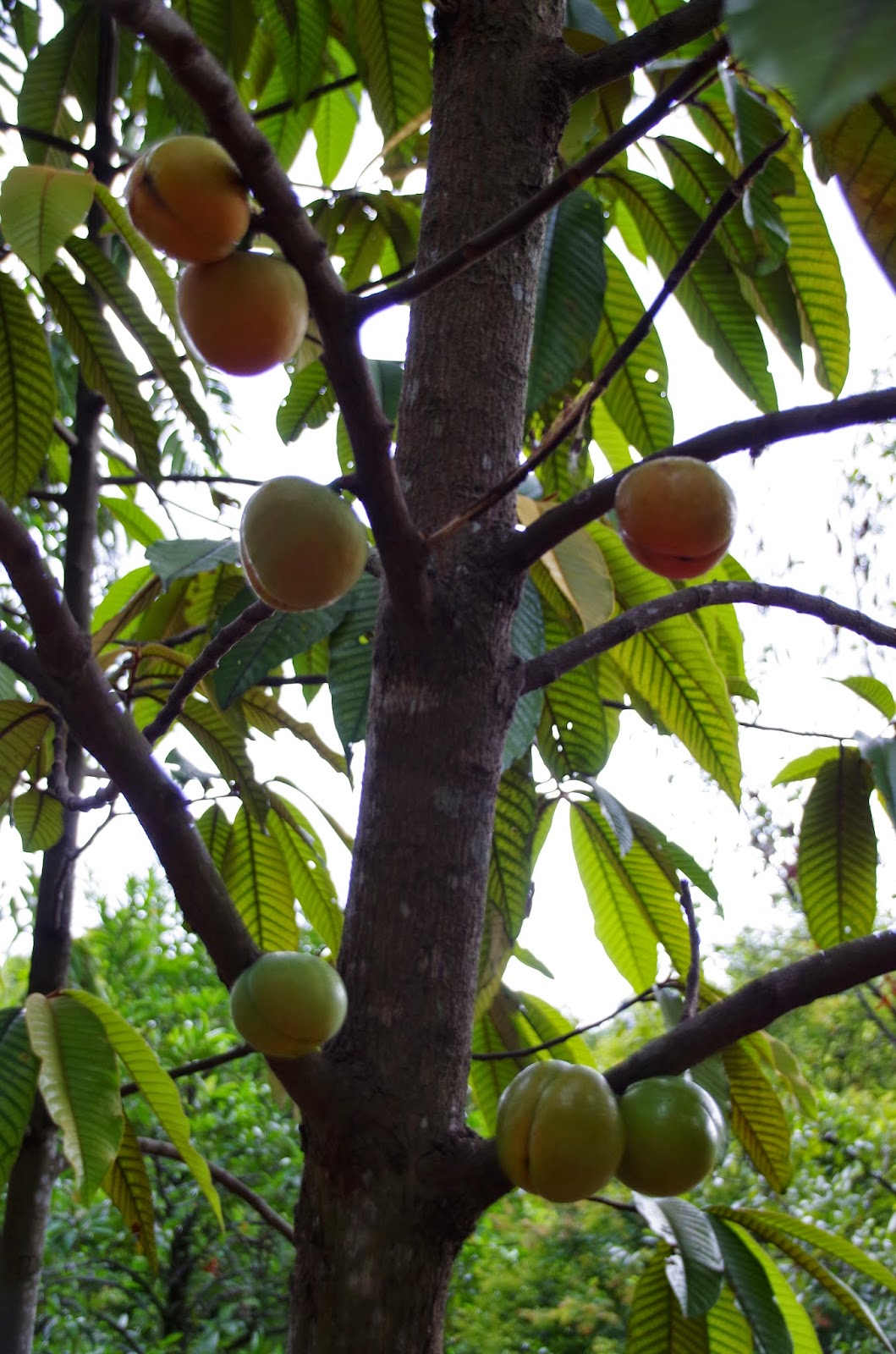 Trees and Plants: Cabbage Leafed Nutmeg