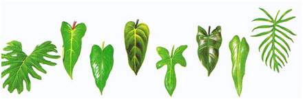 Mengenal Tanaman Philodendron dan Jenis-Jenisnya - Info Savana